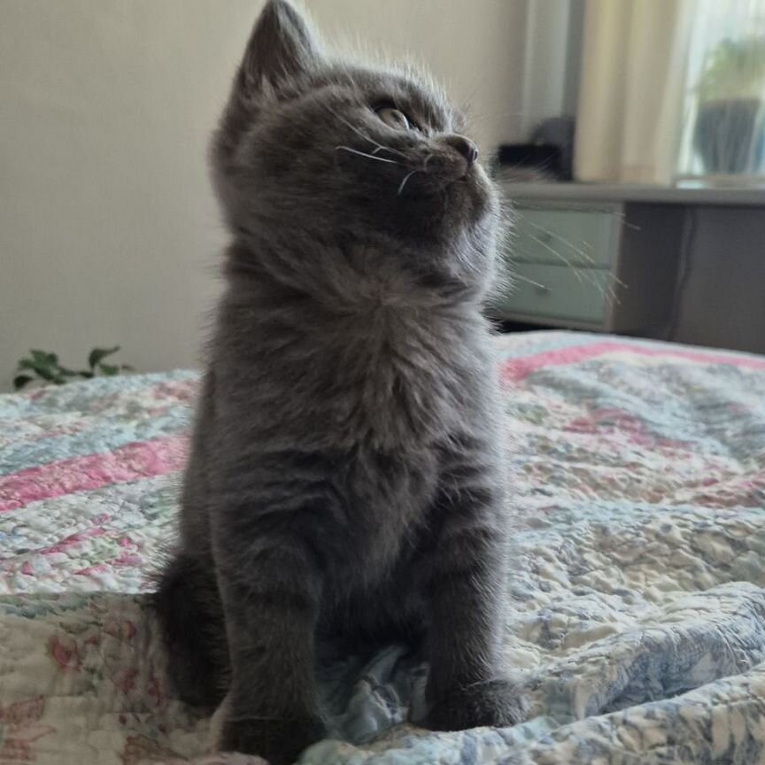 Британские котята