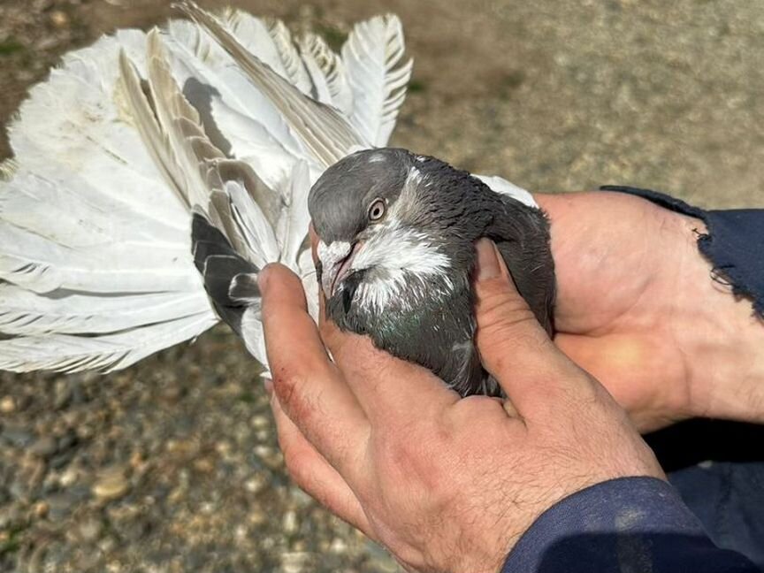 Николаевские голуби