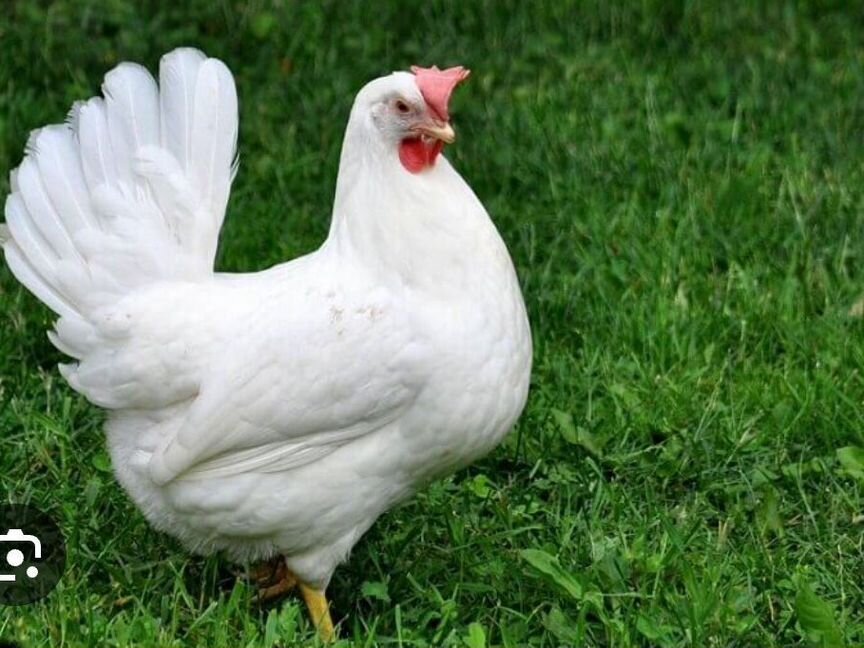 Инкубационное яйцо