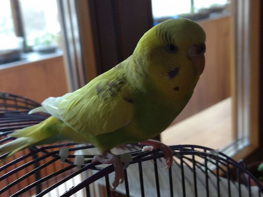 Волнистый попугай