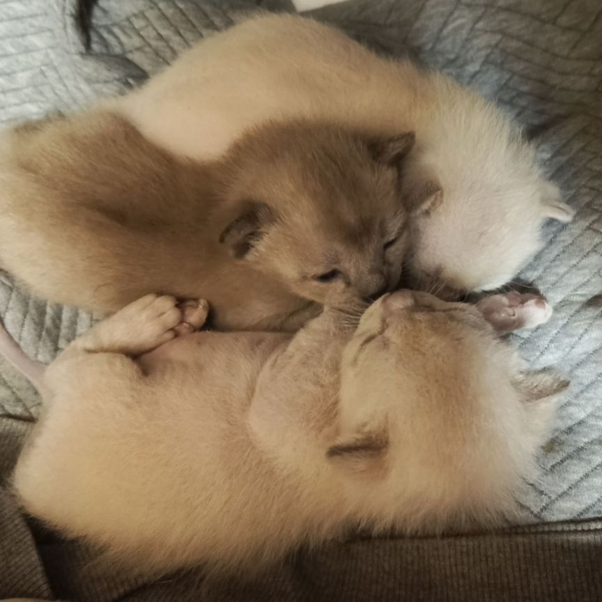 Европейский бурманский котёнок