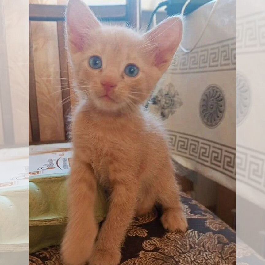 Котята