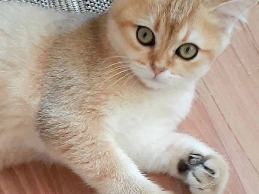 Золотая шиншилла