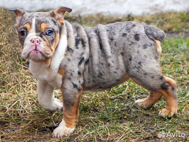 Девочка Английского бульдога Москва
