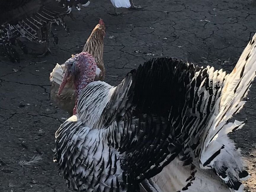 Индюки домашние на племя