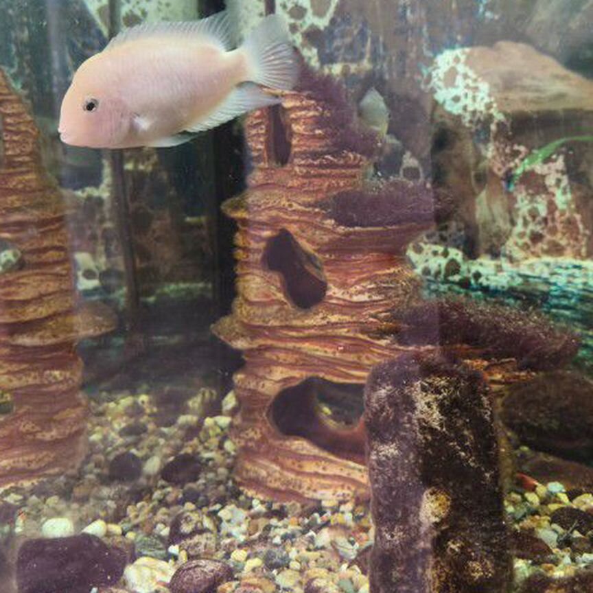 Рыбы цихлиды продаю или меняю