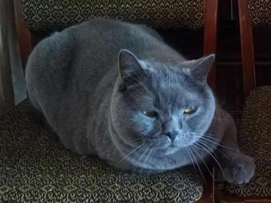 Британский кот