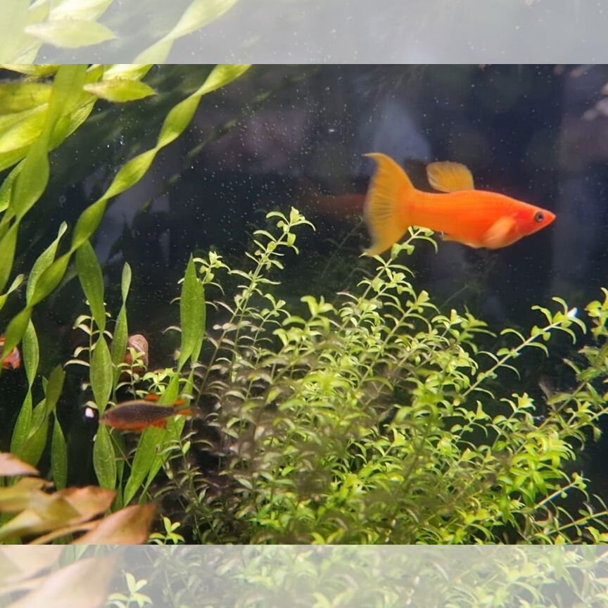 Аквариумные рыбки и растения