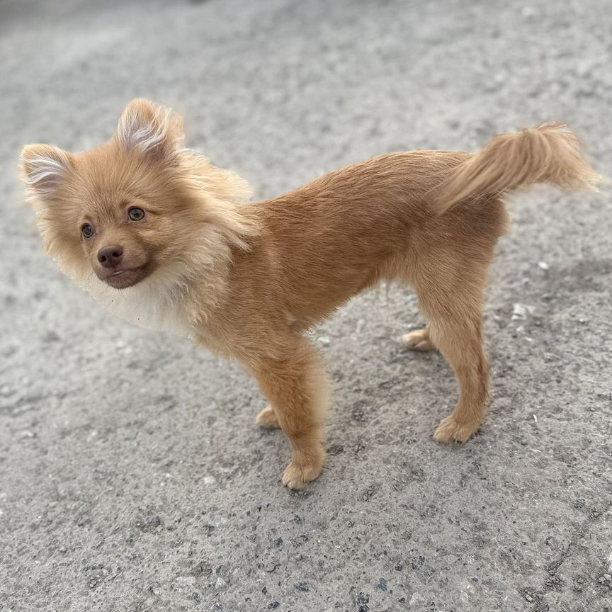 Немецкий шпиц, щенок