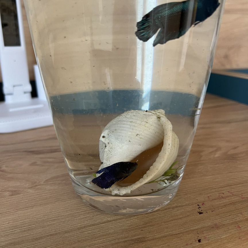 Рыбка петушок самка и самец