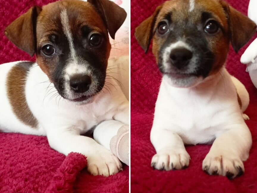 Щенки джек рассел терьер гладкошерстные девочки