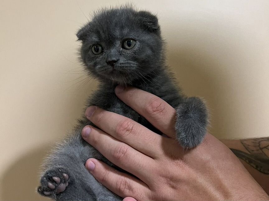 Шотландские котята