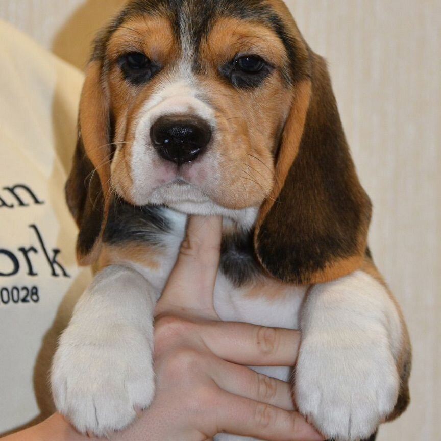 Малыш бигля