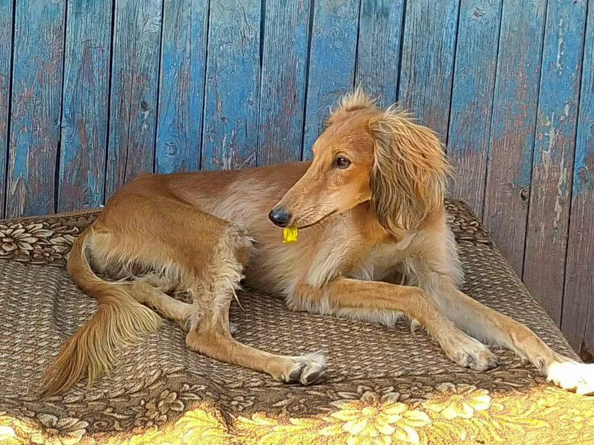 Салюки, персидская борзая