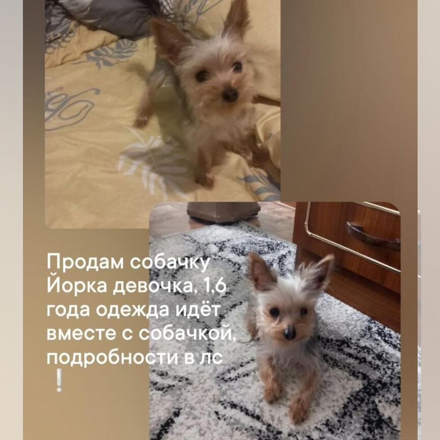 Йоркширский терьер, взрослая собака