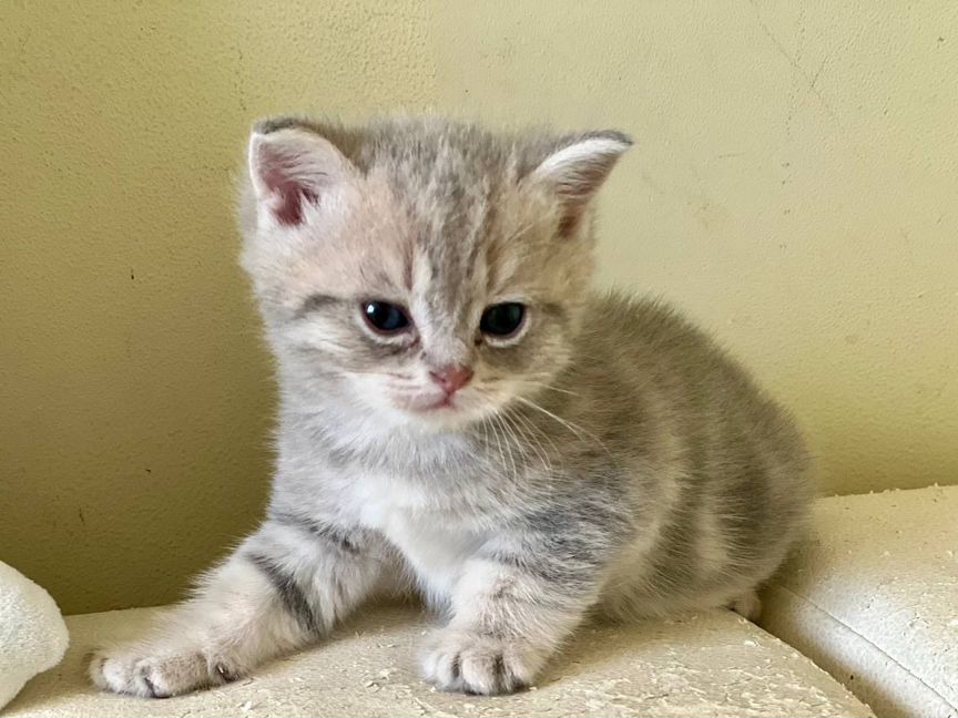 Шотландские котята