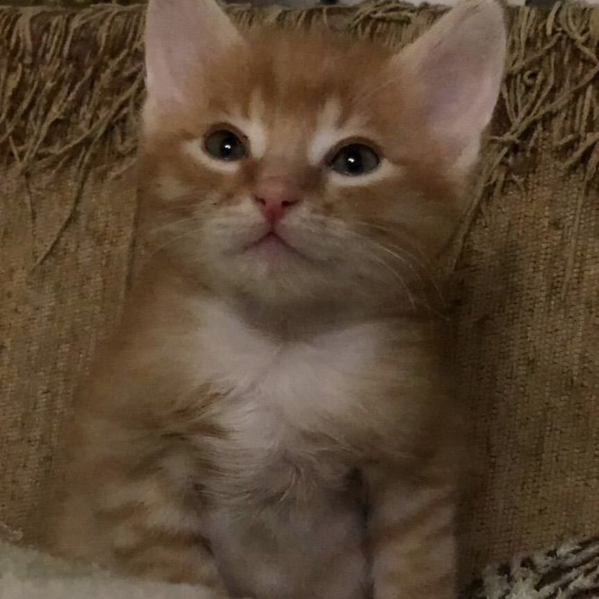 Котенок
