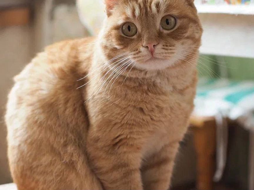 Рыжий котик