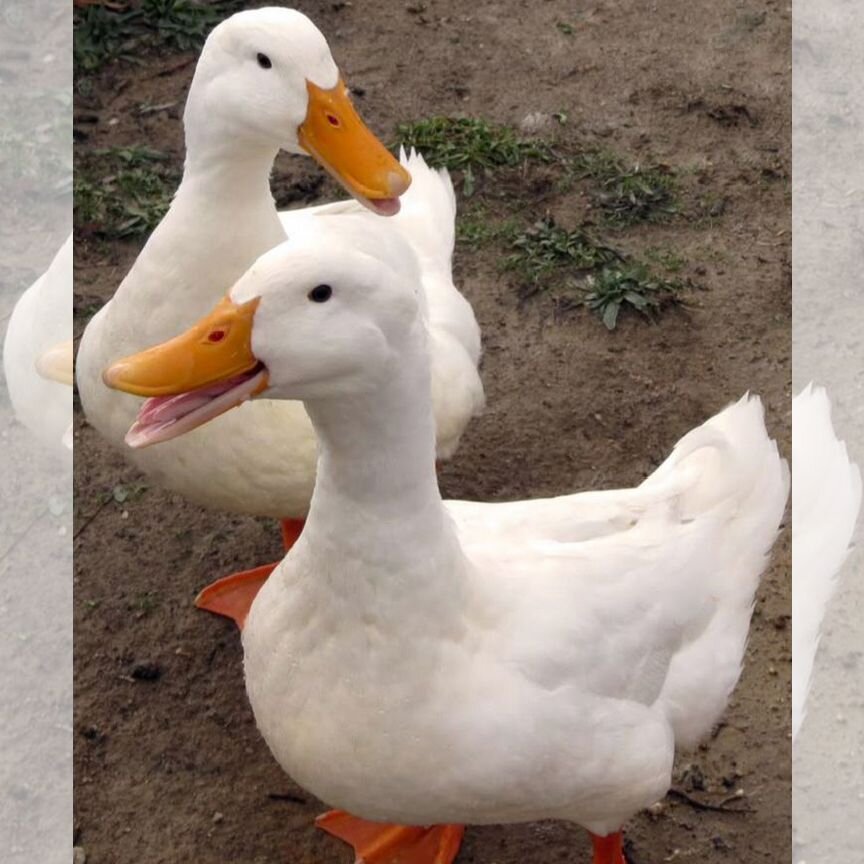 Инкубационное яйцо бройлерных уток ск-6