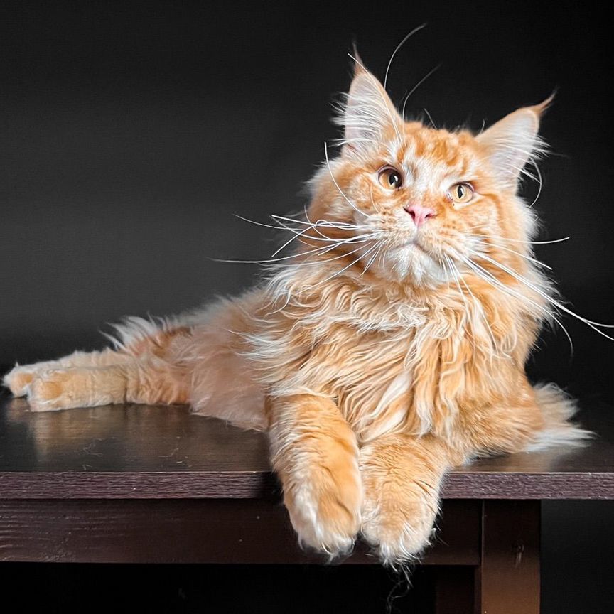 Мейн-кун котёнок