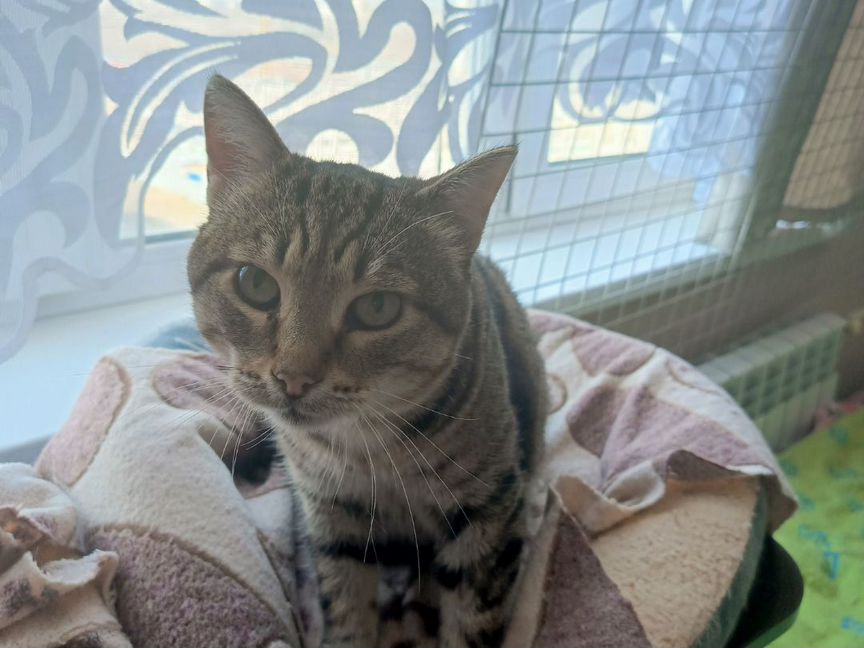 Котик Платон с влк