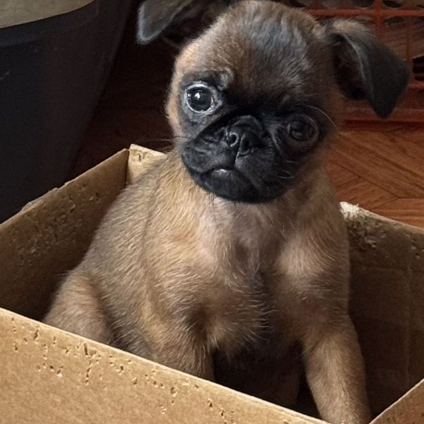 Продам щенков гриффона