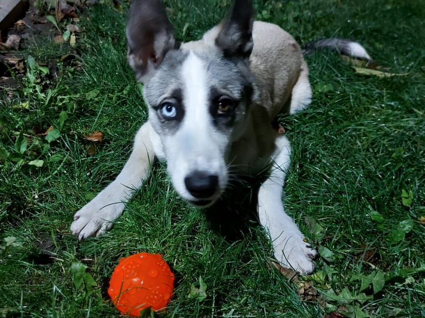 Щенок ищет дом