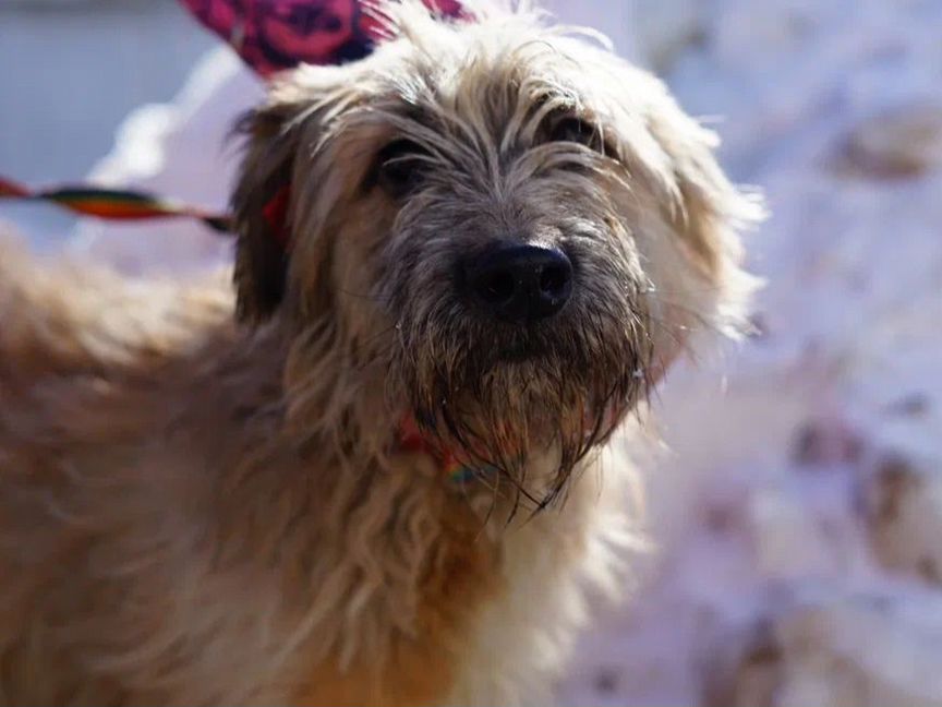 Персей из приюта ждёт семью