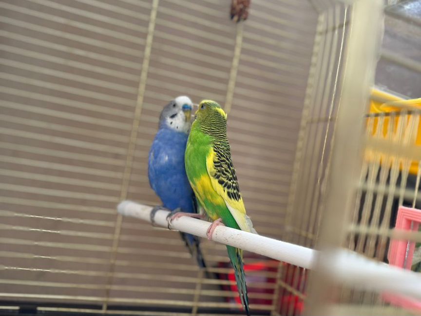 Волнистый попугай с клеткой