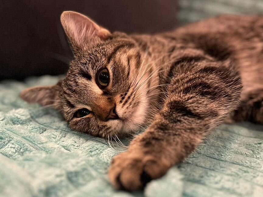 Отдам бесплатно кошку