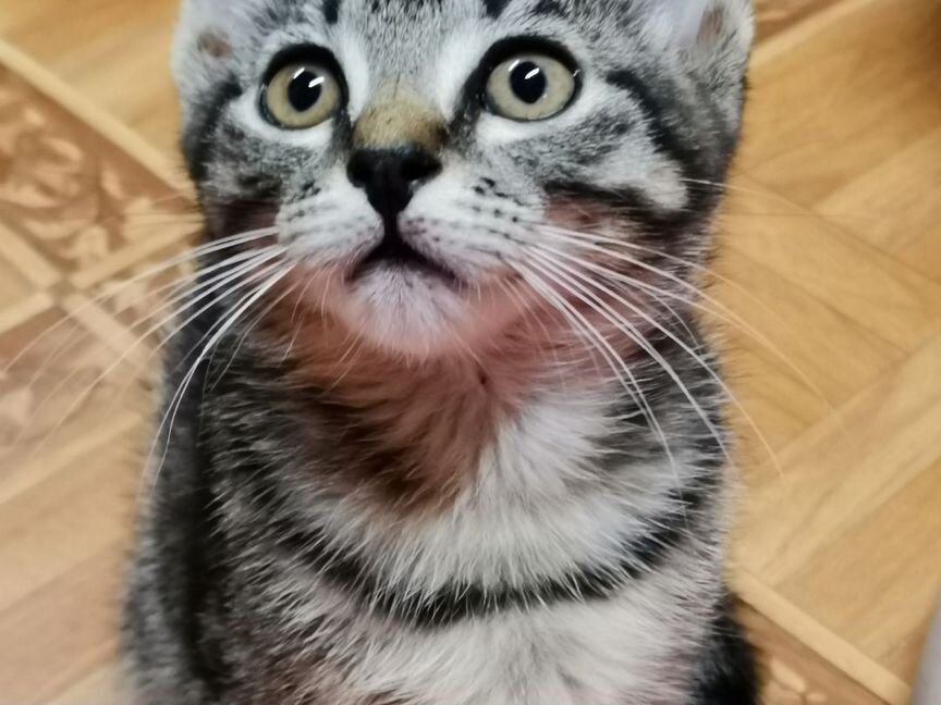 Котенок метис