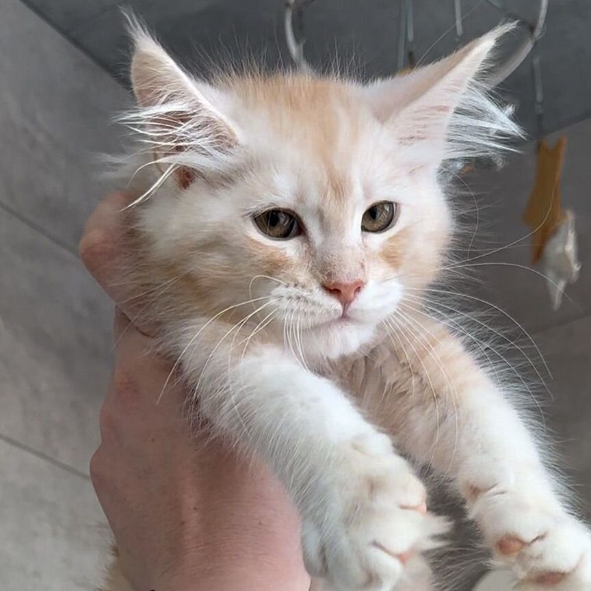 Снежный львенок