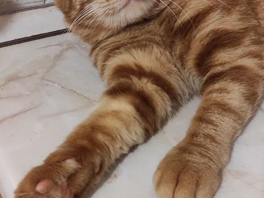 Курильский котик ждёт невест