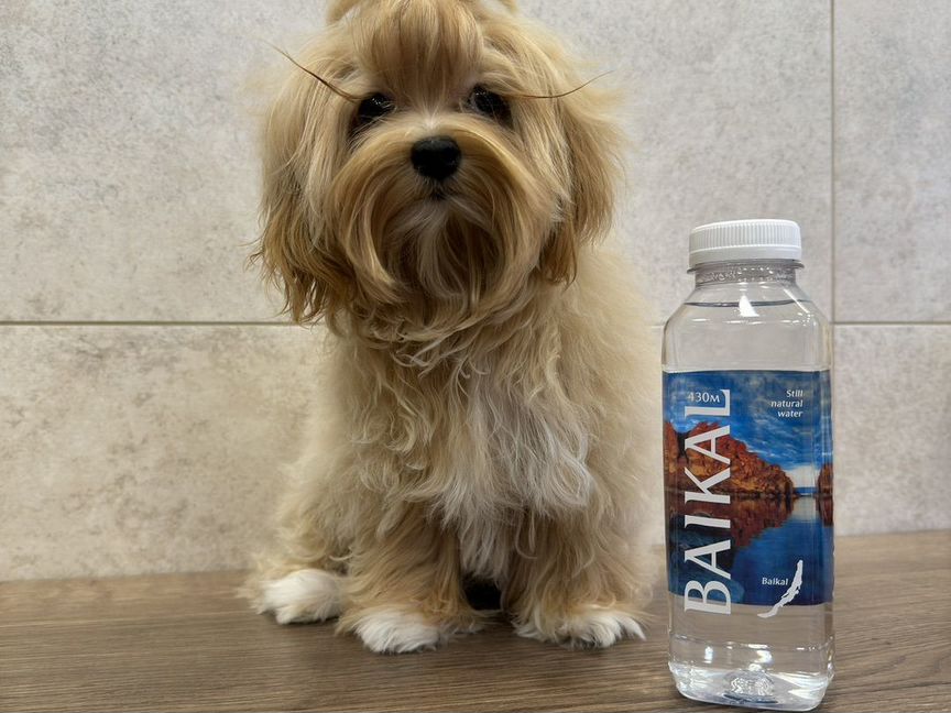 Мальтипу f1 mini мини