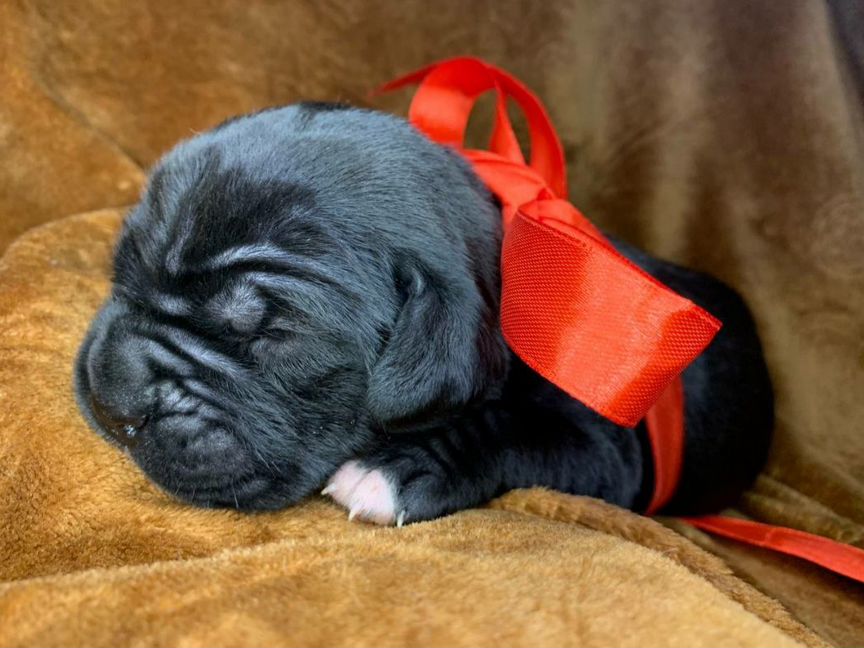 Щенки Кане-Корсо черные и голубые (есть доставка)