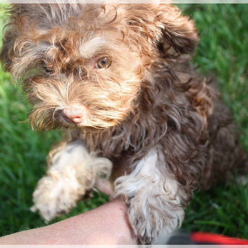 Русская цветная болонка