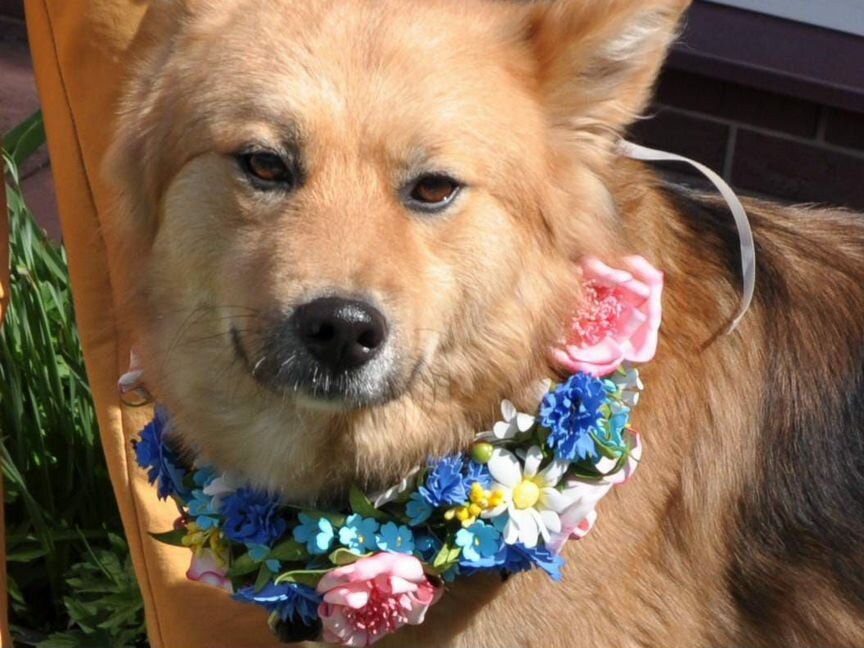 Красивая собака метис бесплатно