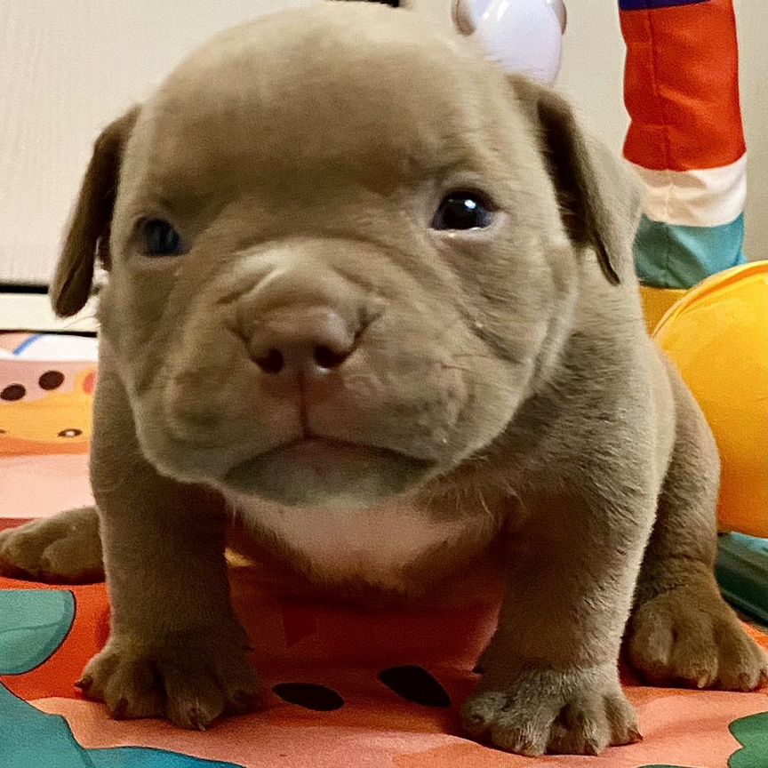 Американский микро булли экзот