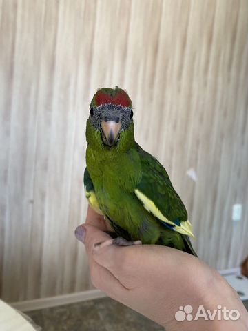 Какарики молодняк