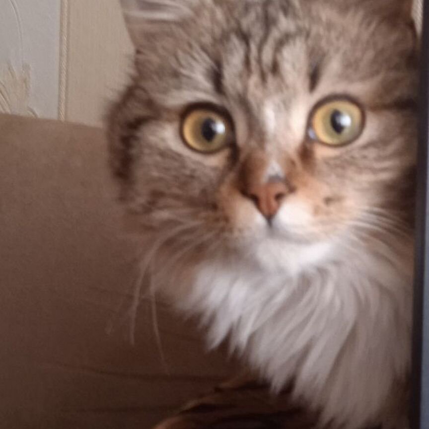 Отдам кота в добрые руки