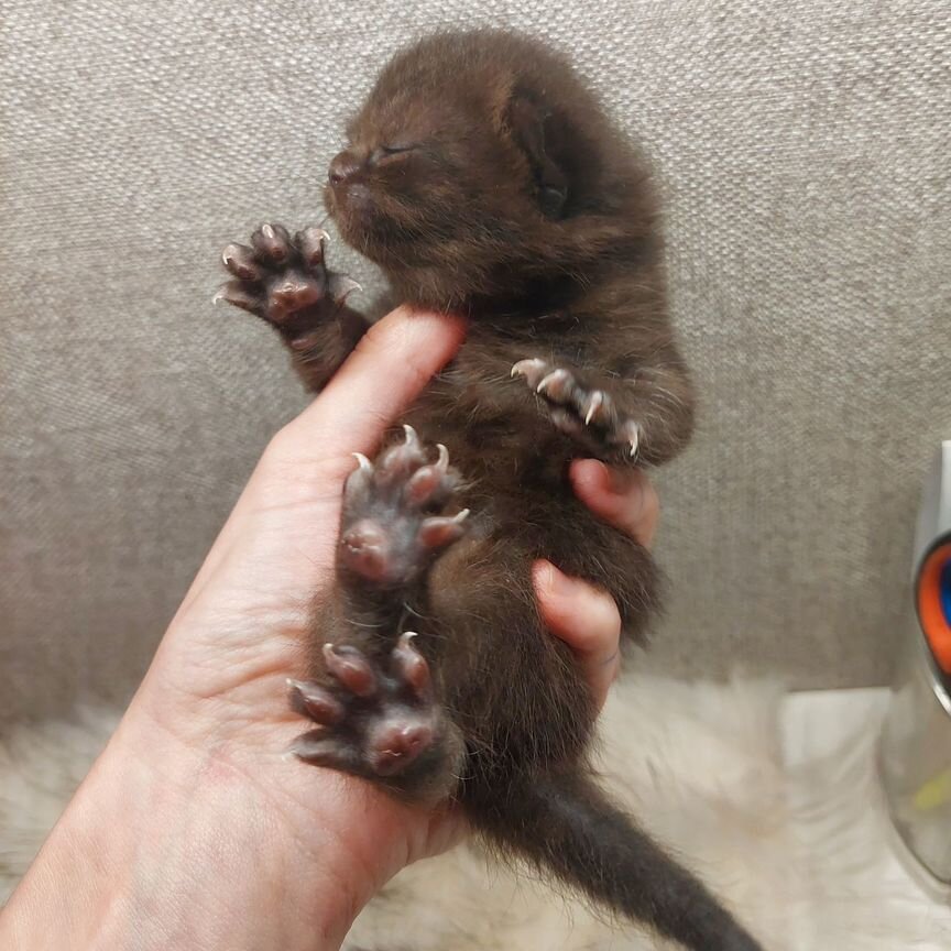 Шотландский котенок