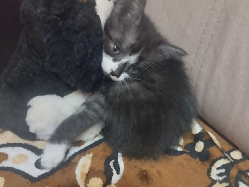 Отдам котенка в добрые руки