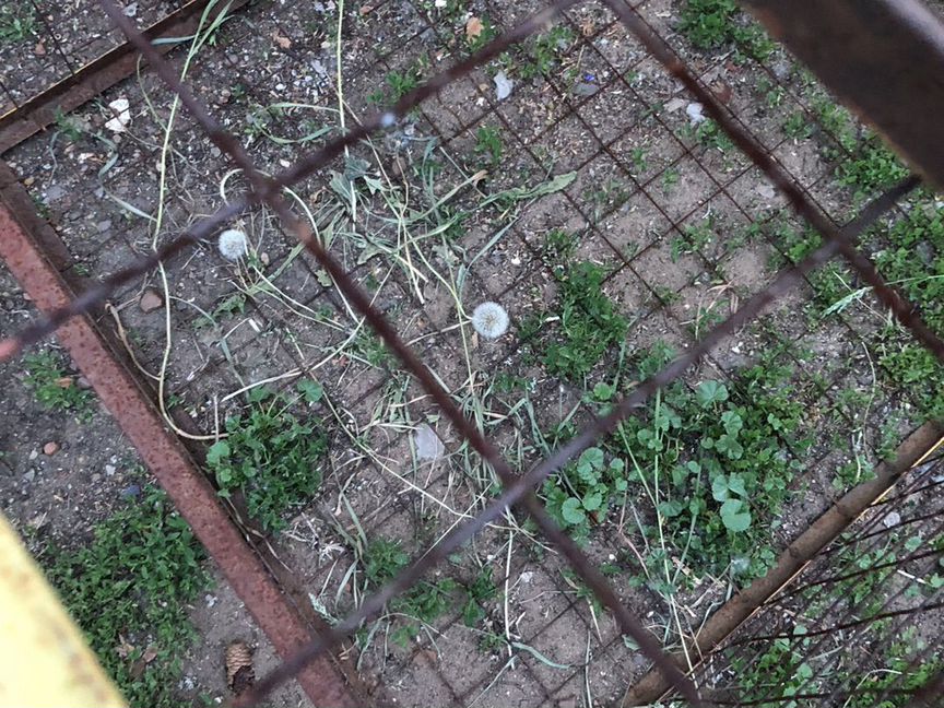 Клетка для цыплят