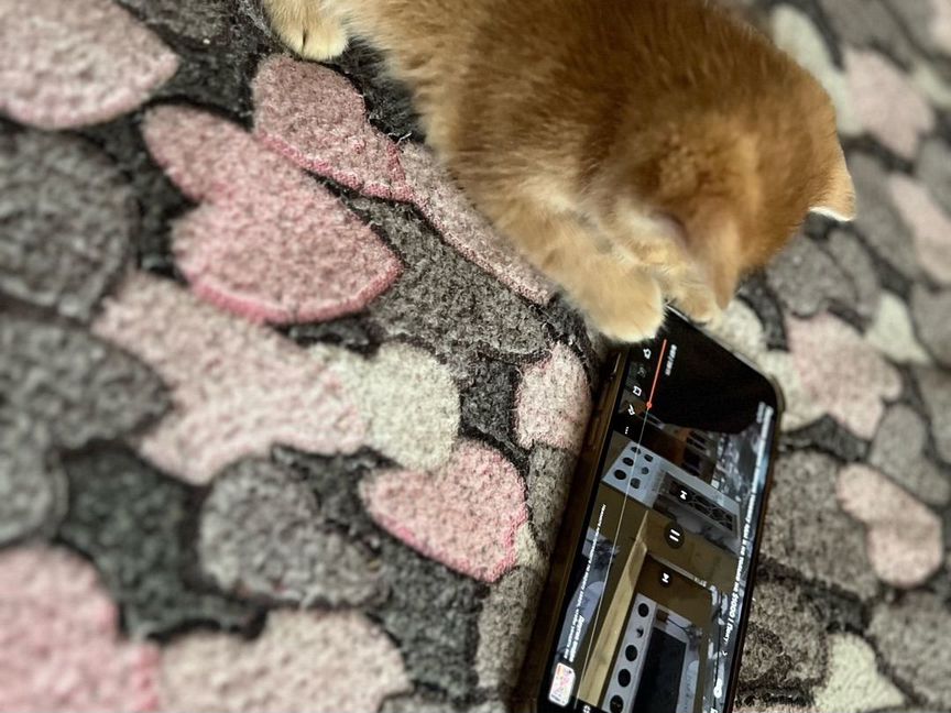 Шотландские прямоухие котята