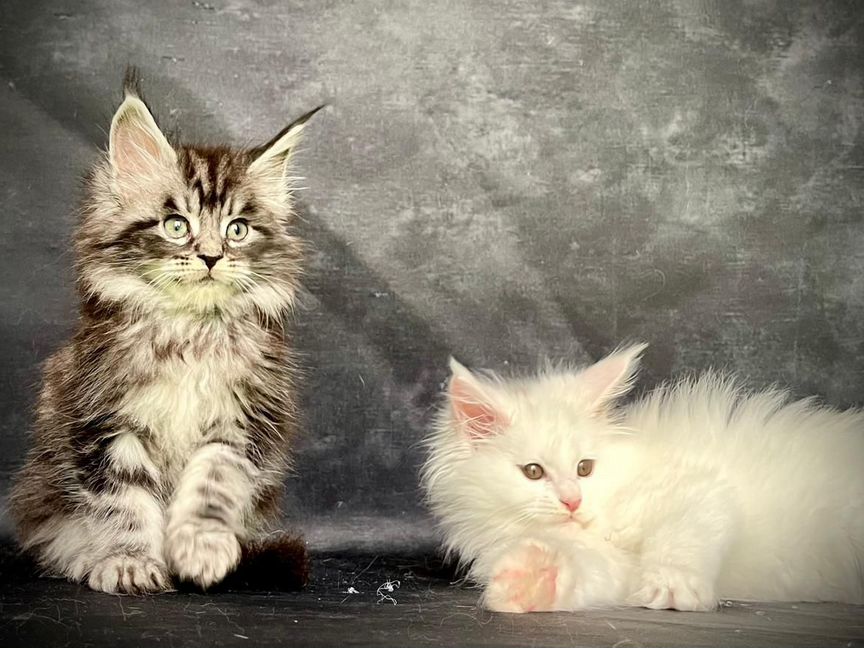Мейн-кун котята рысята