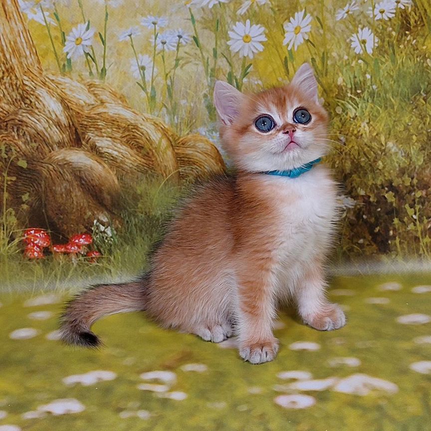 Шотландские золотые шиншиллы котята