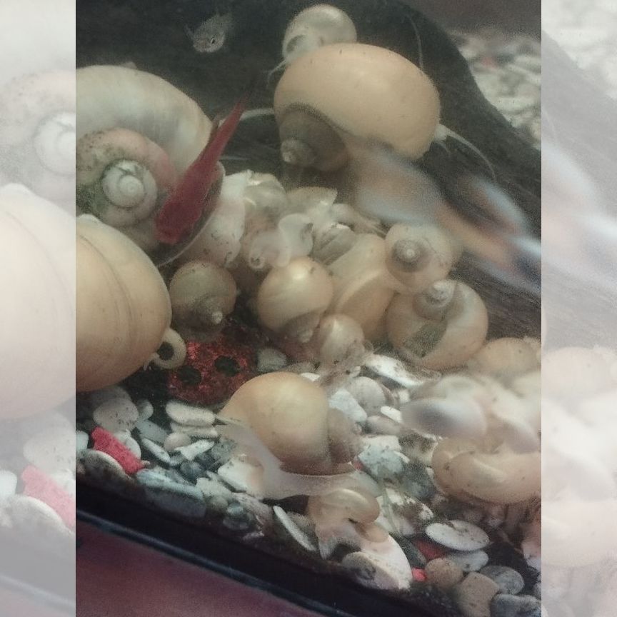 Улитки аквариумные ампулярии