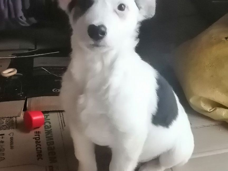 Щенок девочка Пуговка 3 месяца с доставкой