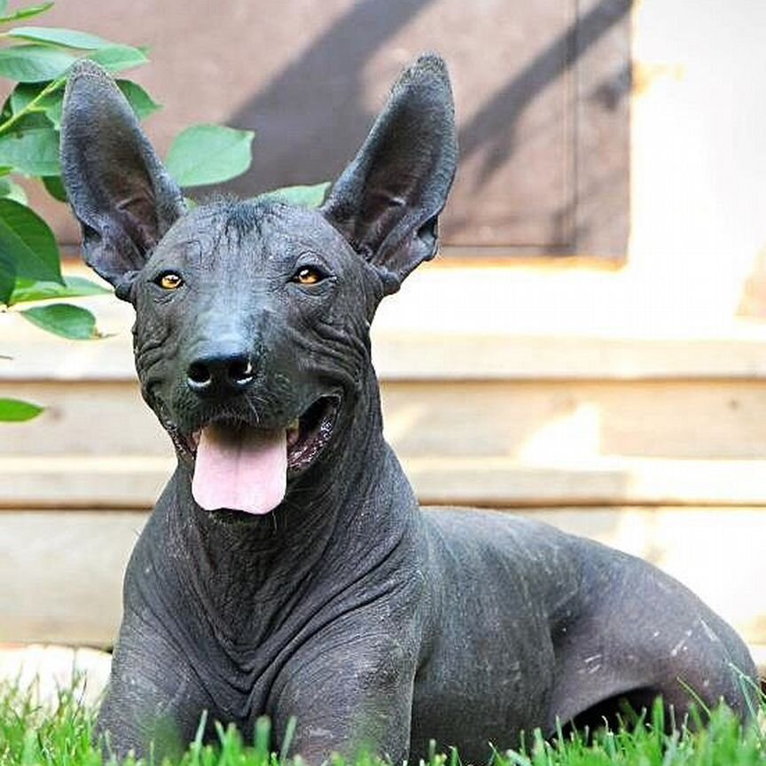 Мексиканская голая собака, щенок