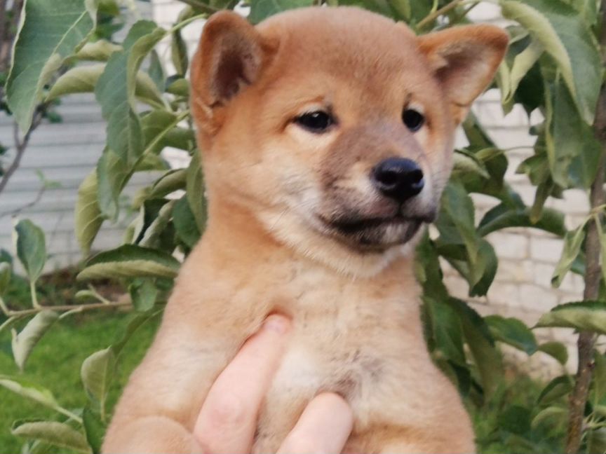 Сиба щенок